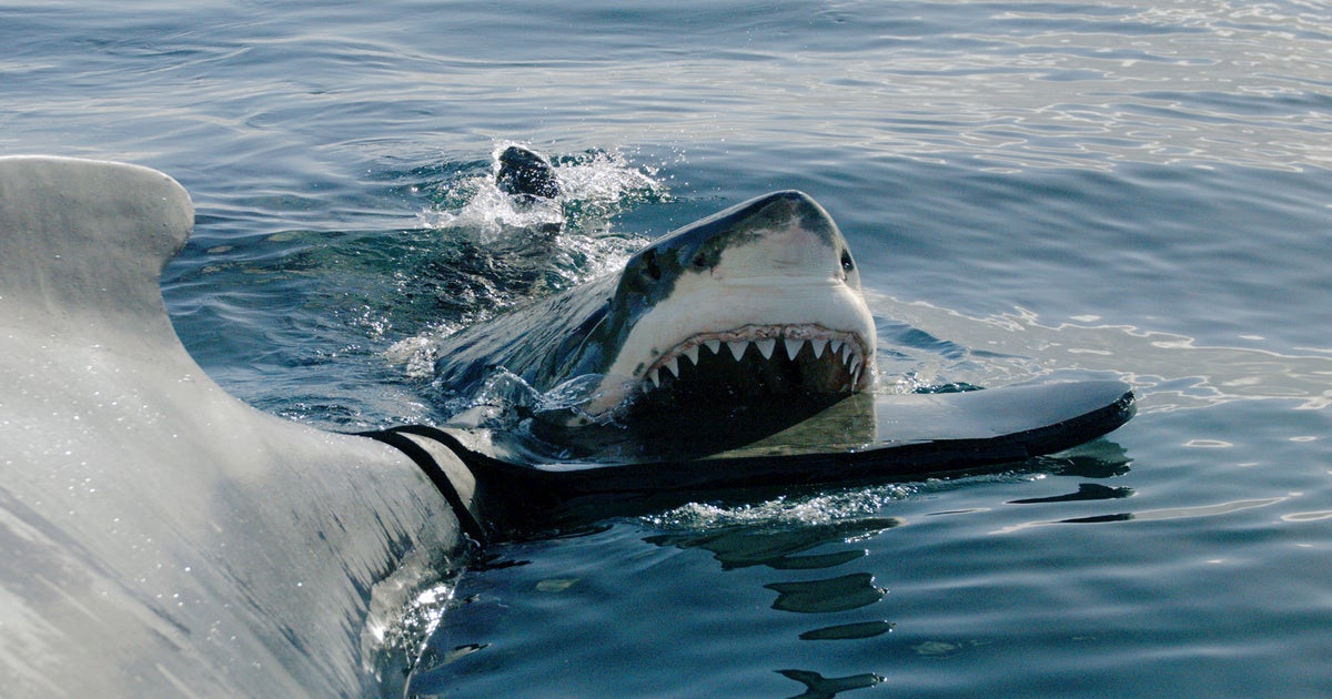 Known As Shark Week Period Shark Week 2024: Celebrating With Our Top