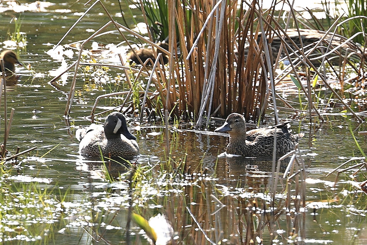 Rare blue-winged teal ducks ‘likely’ to have attempted to breed in ...