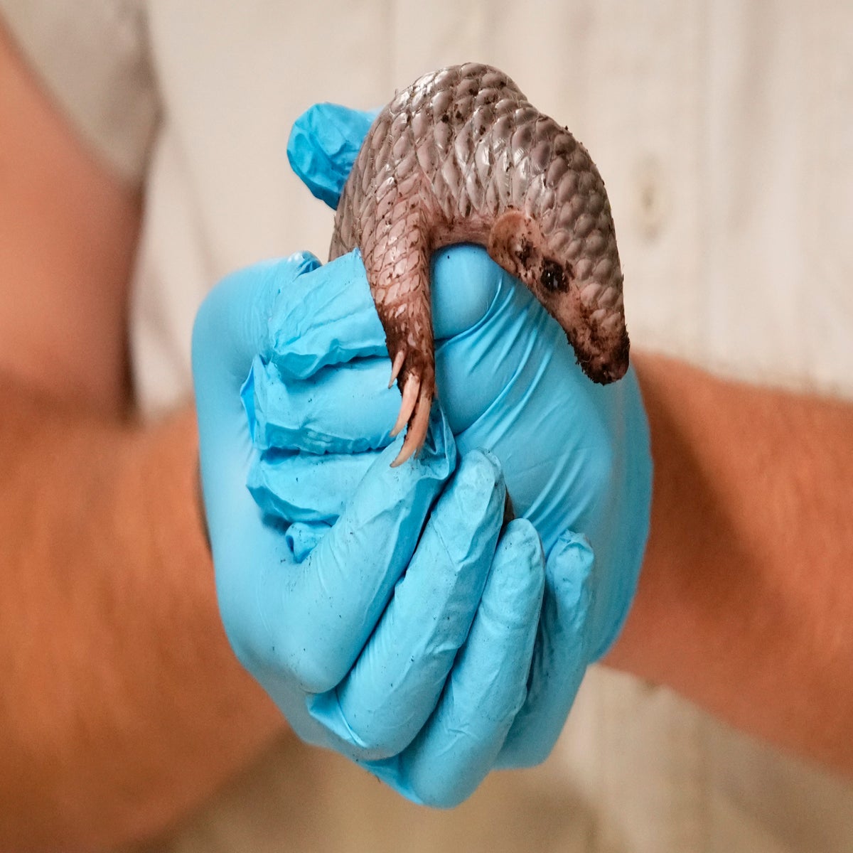 Baby Pangolin Cute Pangolin Photo Bombs Selfie By Sticking Out Its