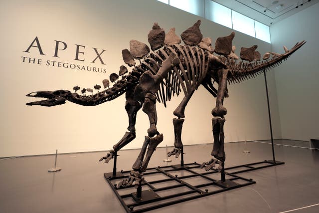 Mystery buyer sets record for most spent at dinosaur auction | The ...