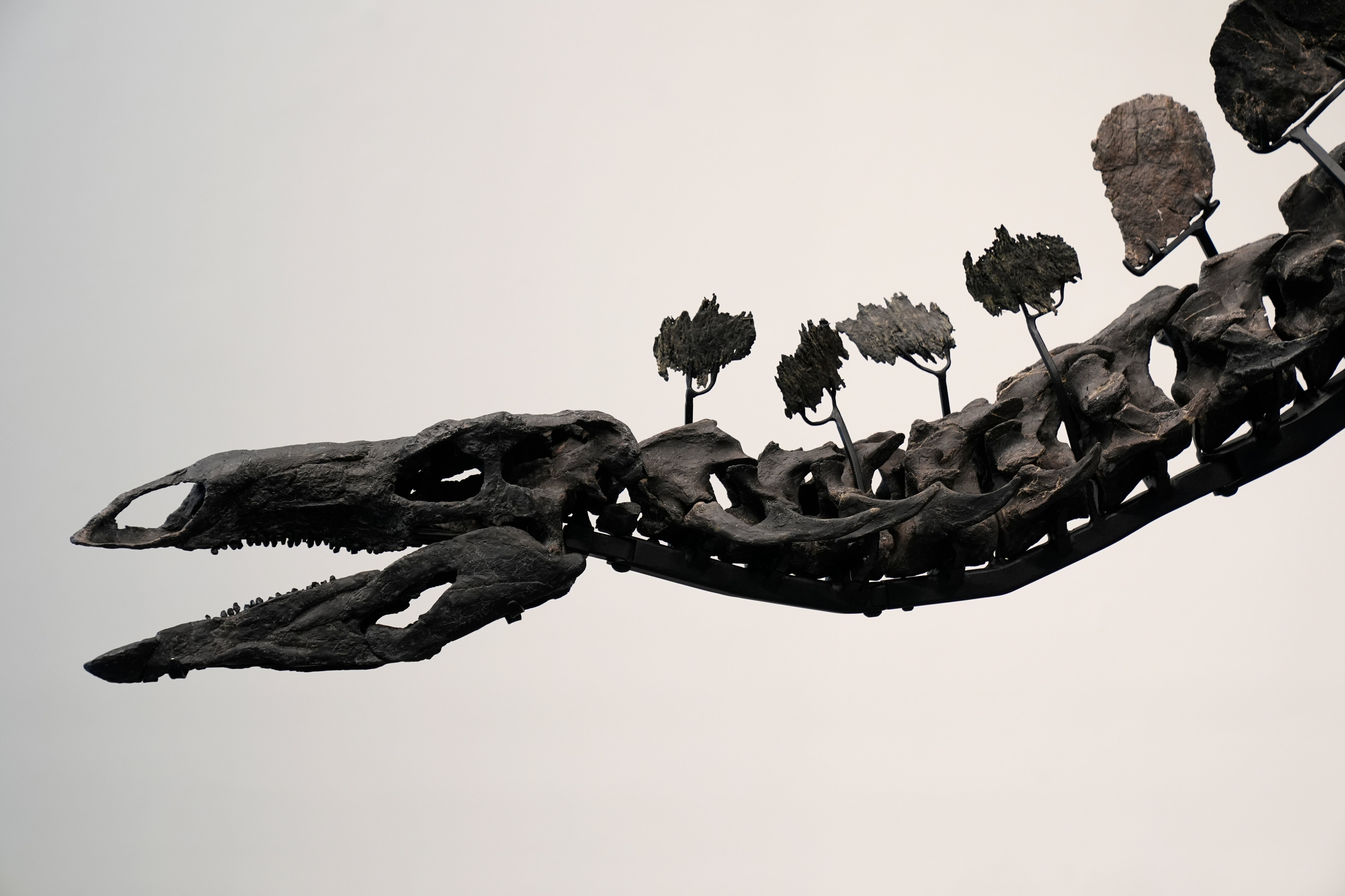 Mystery buyer sets record for most spent at dinosaur auction | The ...