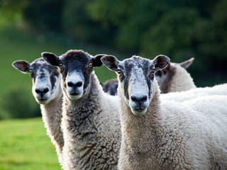 Farmer ‘mind-boggled’ after border collie dog rounding up sheep ...