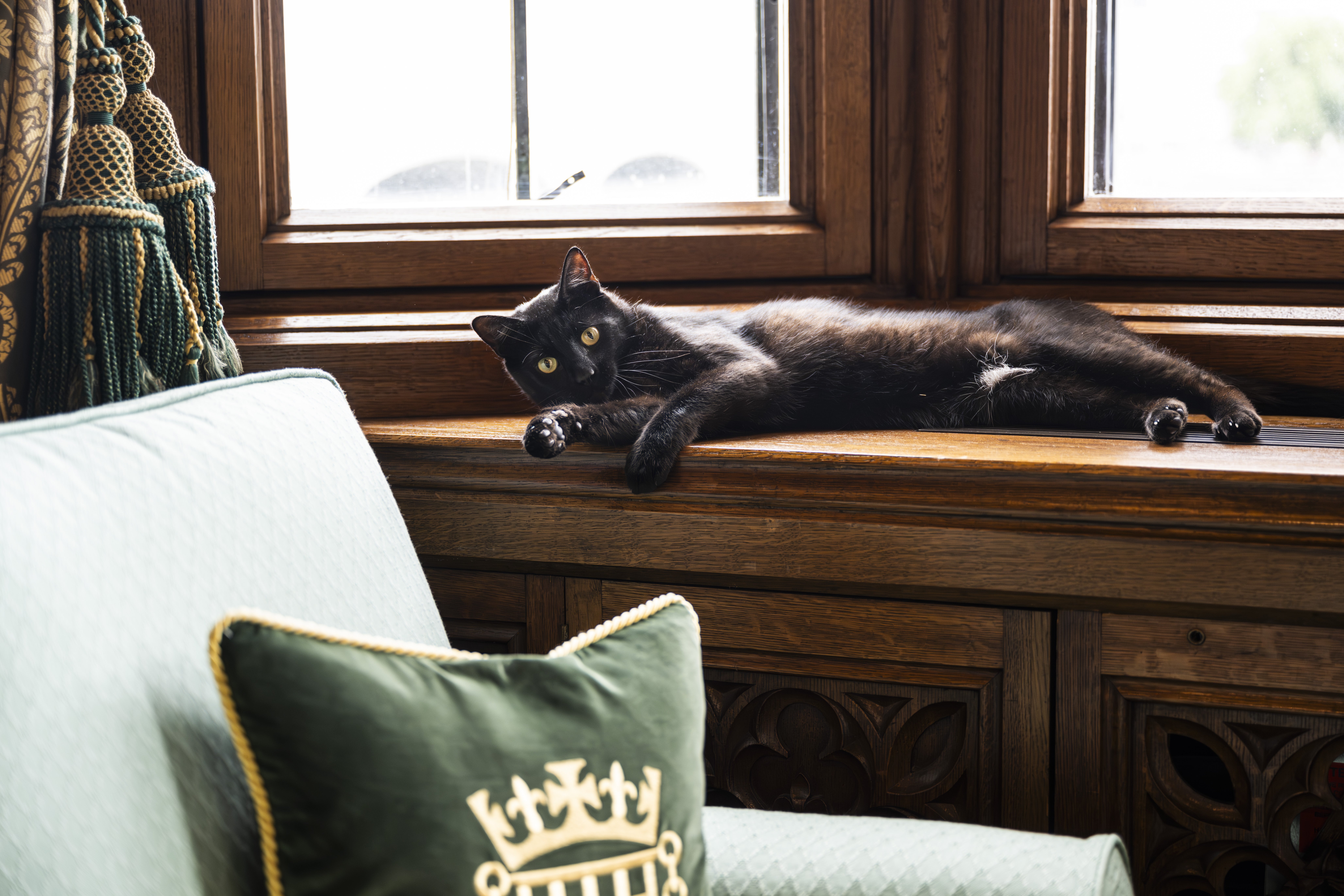 We should have more Commons cats to take care of rodents, suggests ...