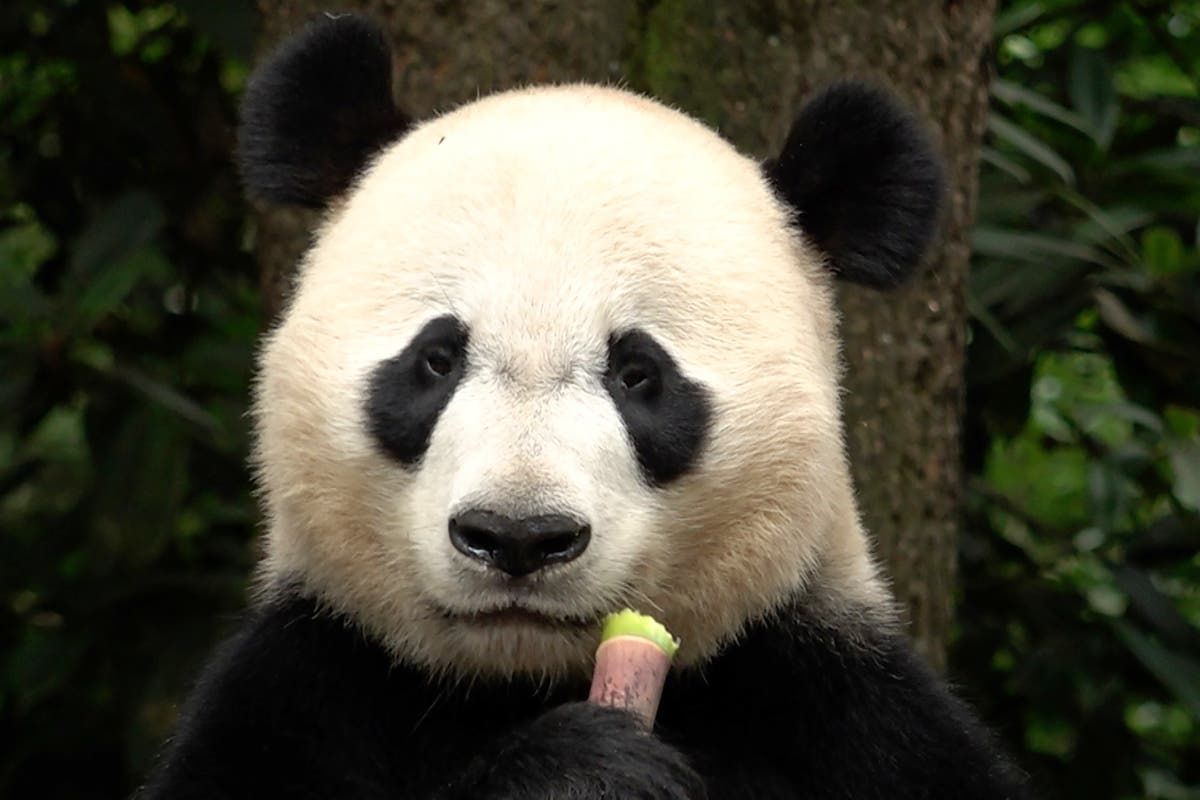 The winner in China's panda diplomacy: the pandas themselves | The ...