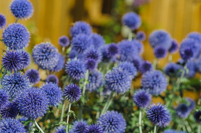Ten of the best late summer blooms to spruce up your garden | The ...