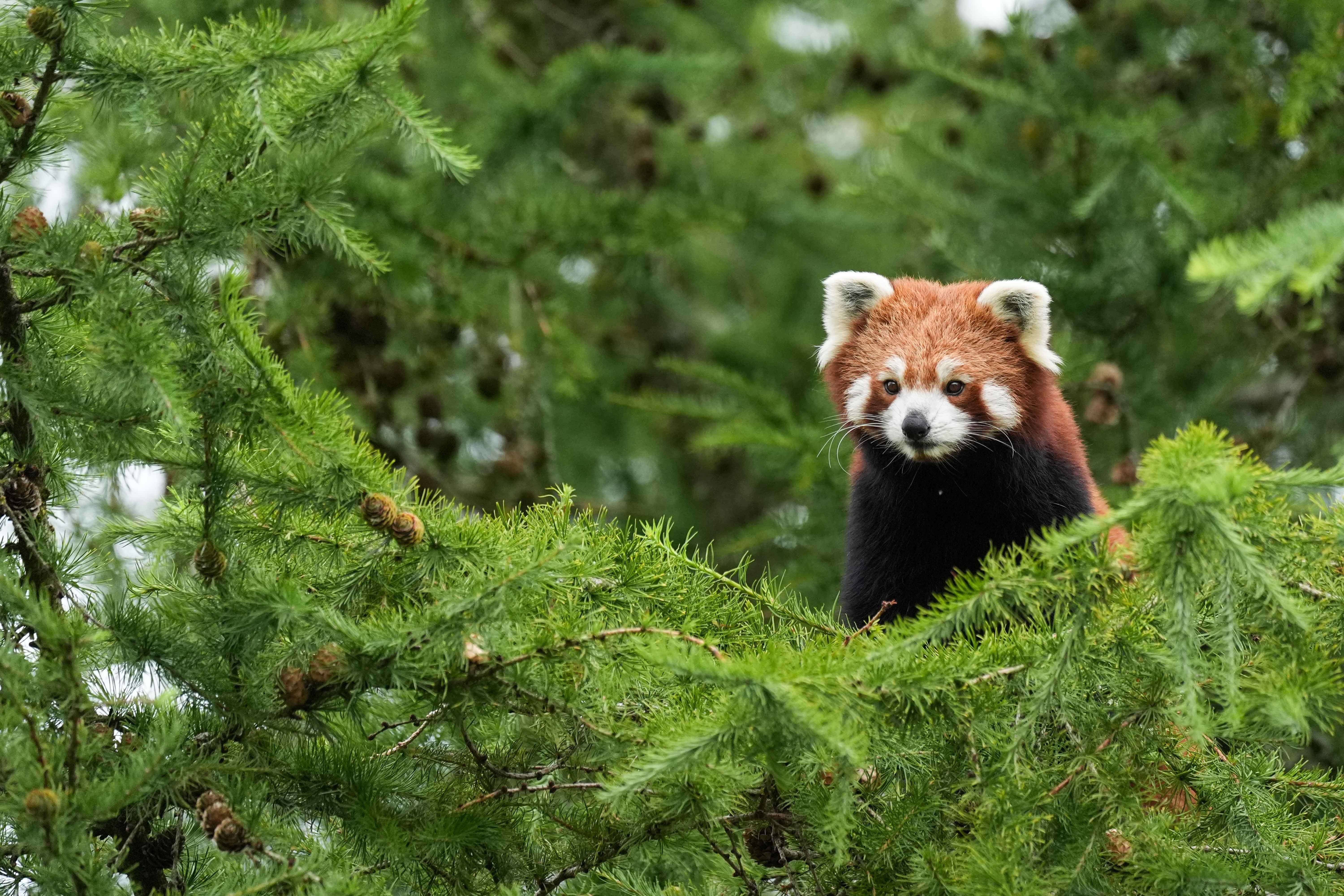 Red panda Esha creates a buzz at new Peak Wildlife Park home | The ...