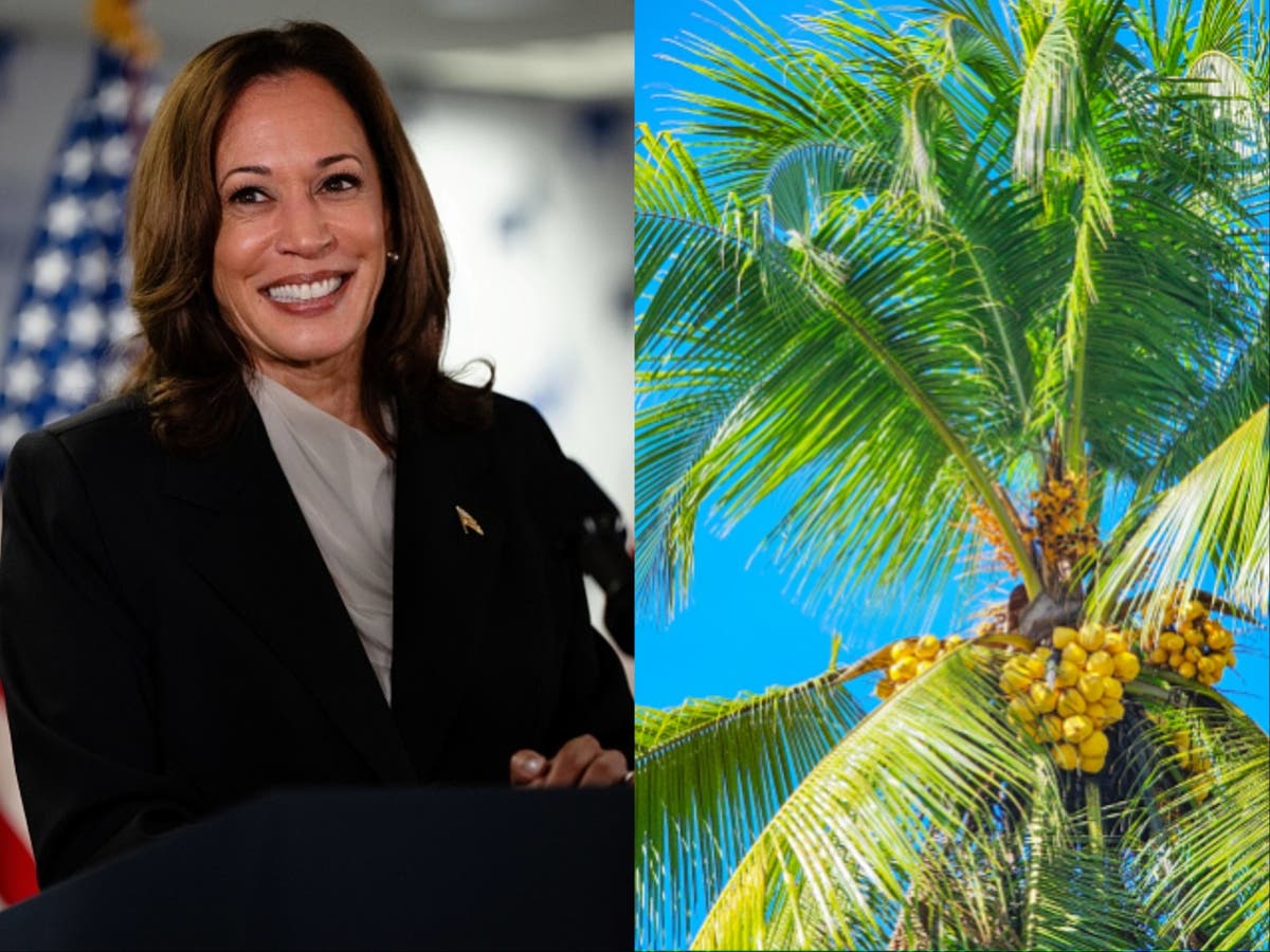 Why is Kamala Harris being associated with a coconut tree? | The ...