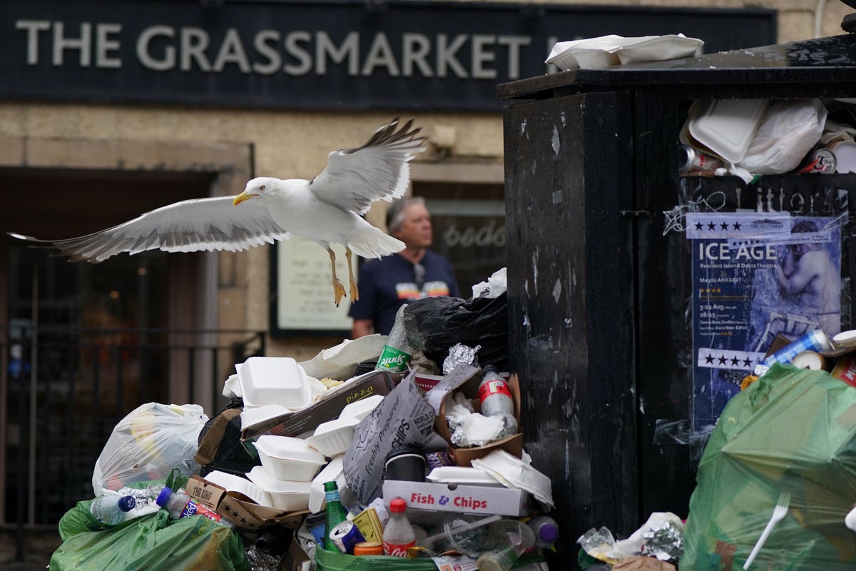 ‘Lives at risk’ due to aggressive seagull population | The Independent
