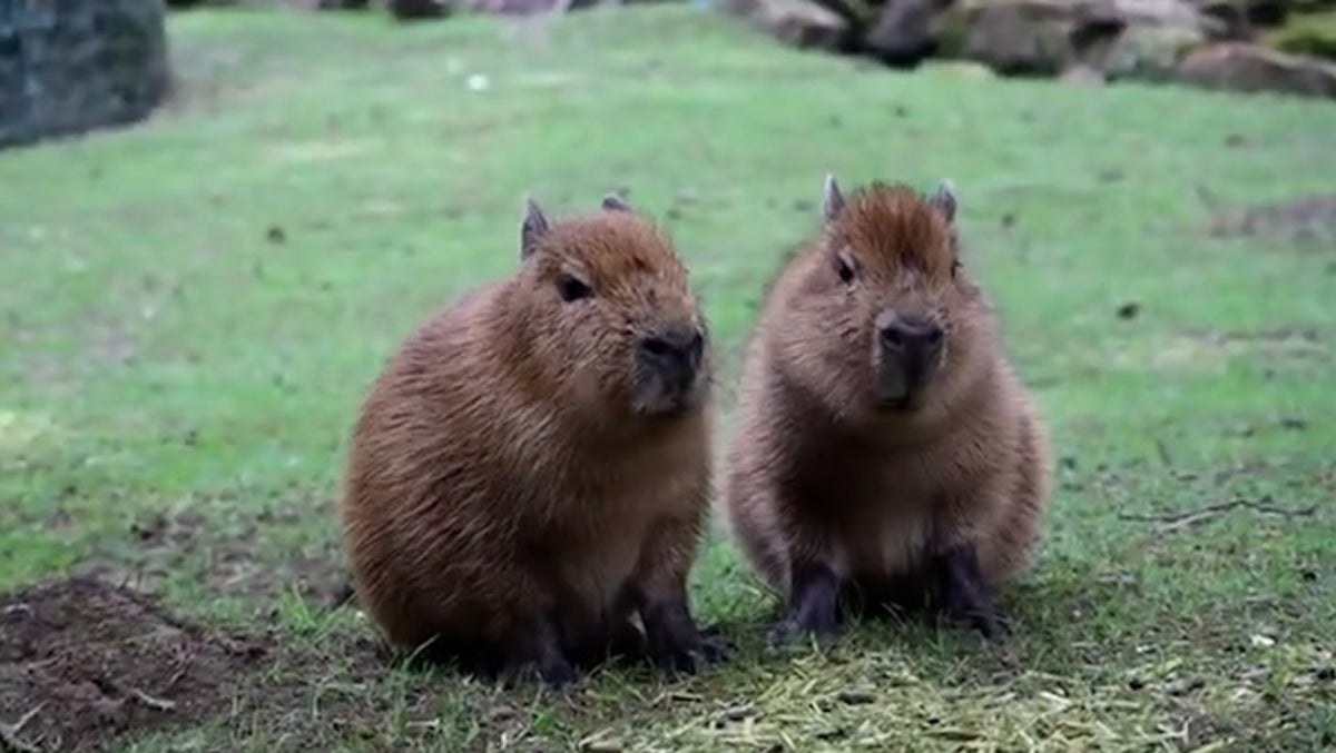 Baby Capybara Wallpaper