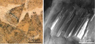 Half-a-billion-year-old new species reveals the origins of the octopus ...