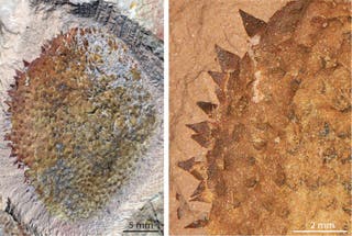 Half-a-billion-year-old new species reveals the origins of the octopus ...