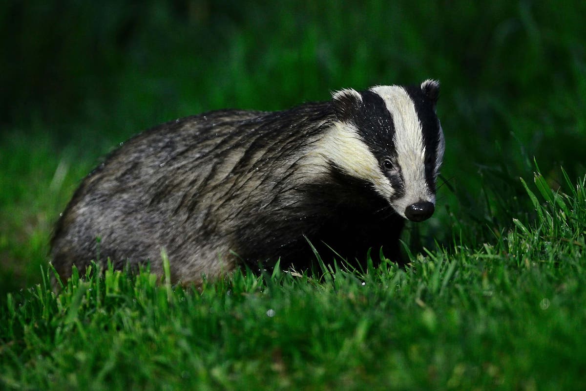 Farmer-led badger vaccination trial raises hopes for tackling bovine TB ...
