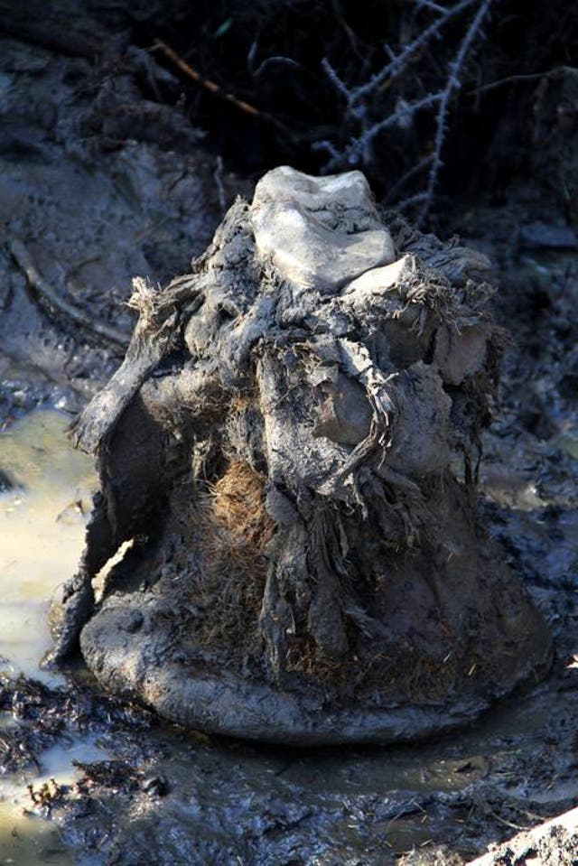 Woolly mammoth DNA uncovered in Siberia could help resurrect species ...