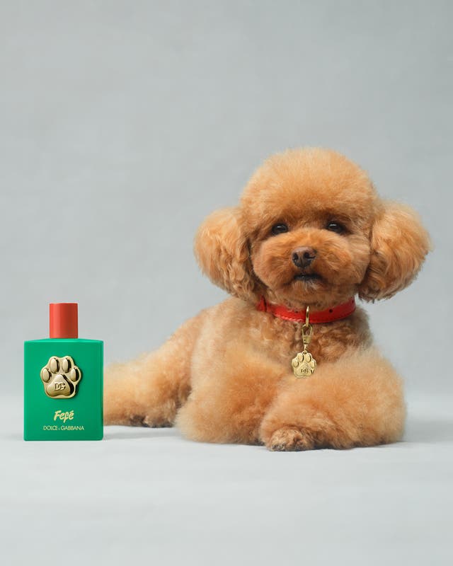 Dolce & Gabbana just launched a luxury £84 luxury perfume for your dog ...