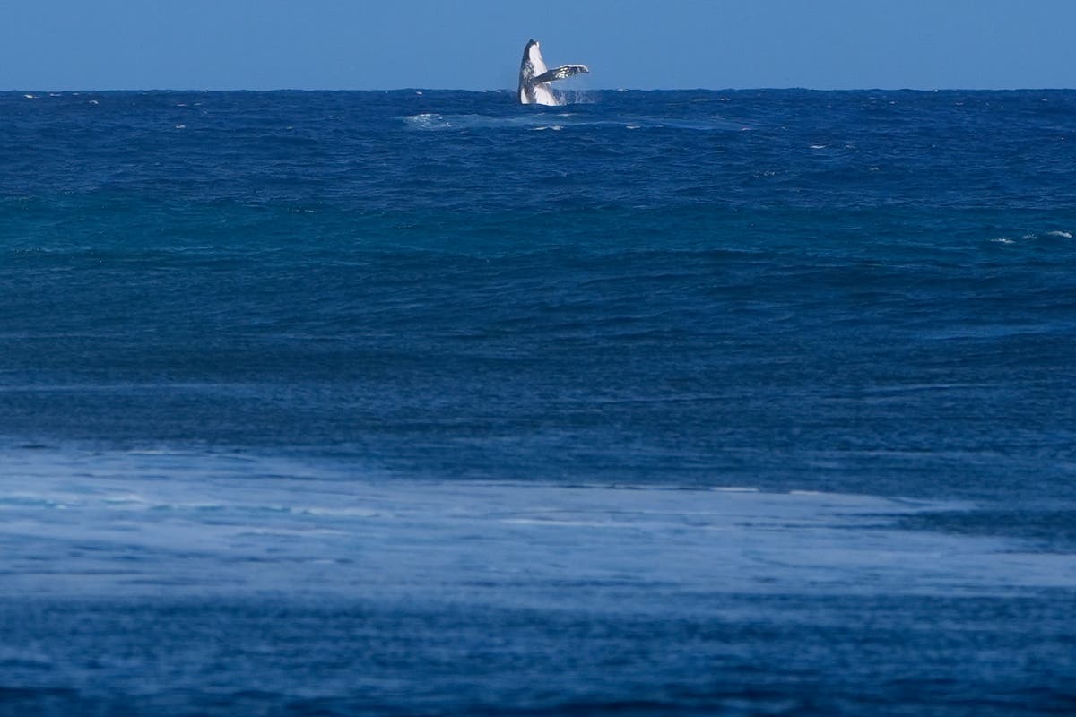 Whale breach seen during Paris Olympics surfing semifinal competition ...