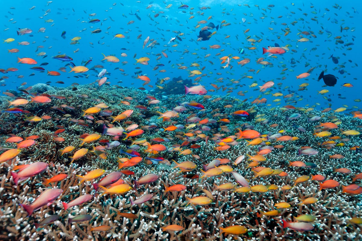 Great Barrier Reef Natural Threats