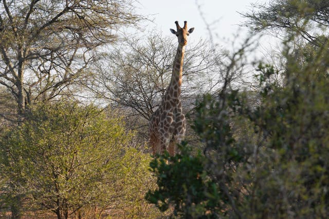 In Zimbabwe, schoolchildren face threats from animals. Now they are ...