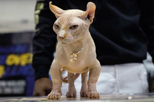 Warning over hairless ‘bullycats’ being bred across the UK | The ...