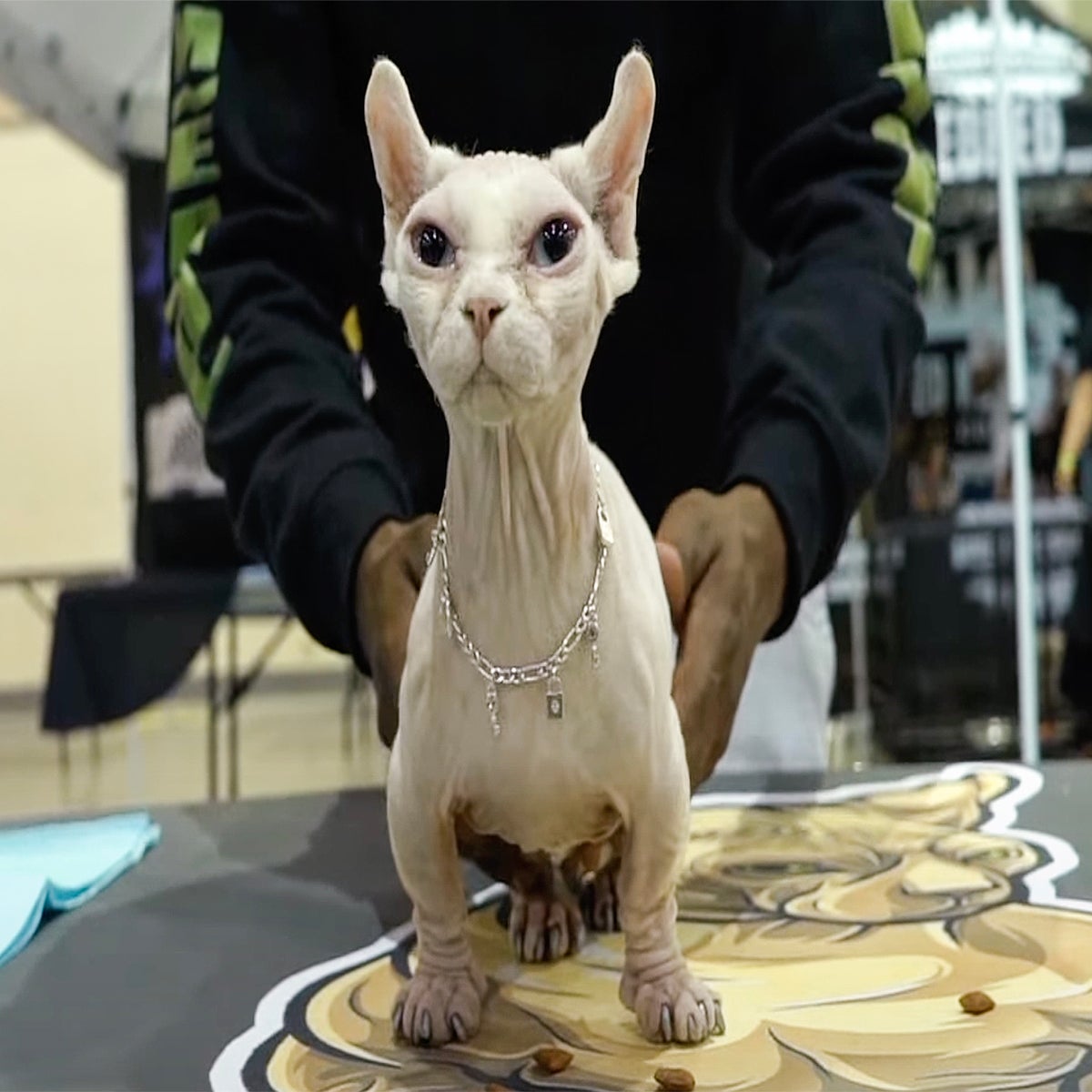 Munchkin Sphynx Katt