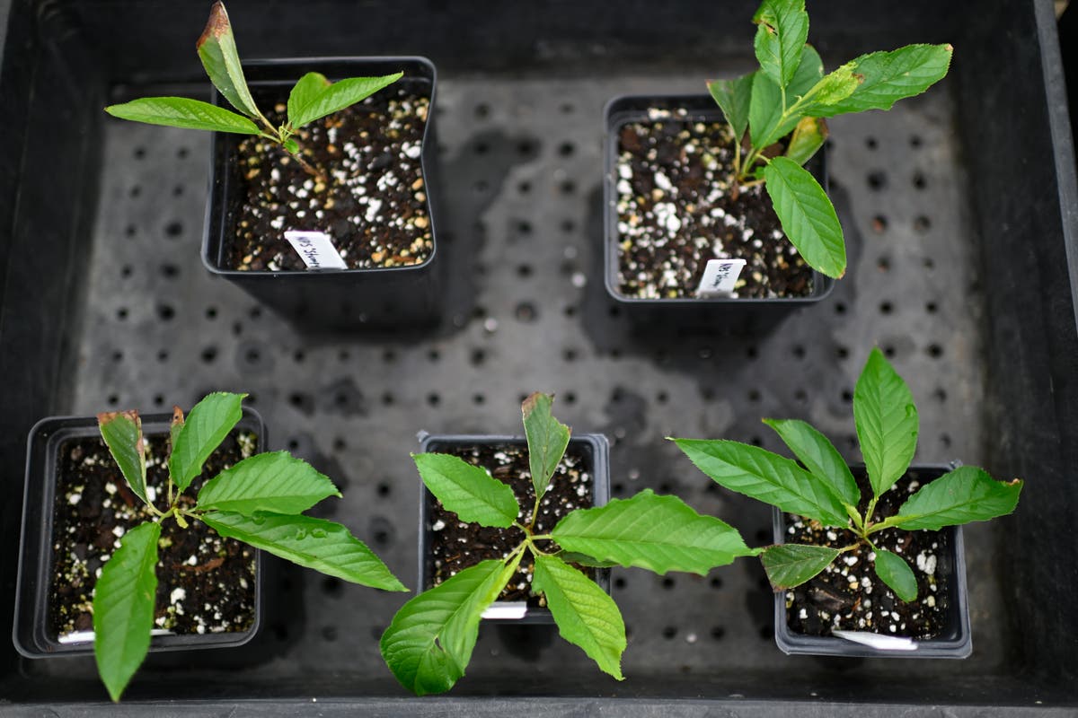 Stumpy, the gnarled, old cherry tree, is gone. But its clones — little ...