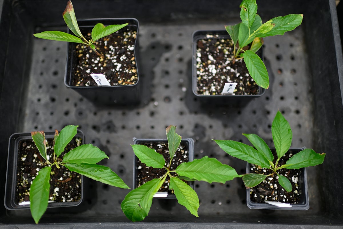 Stumpy, the gnarled, old cherry tree, is gone. But its clones — little ...