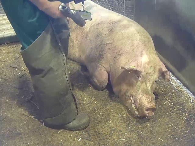 Workers hit sick pigs at RSPCA-backed slaughterhouse supplying pork to ...