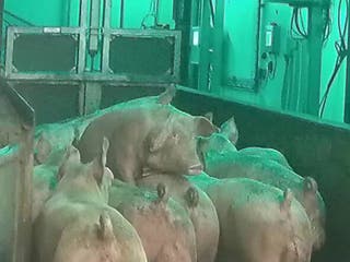 Workers hit sick pigs at RSPCA-backed slaughterhouse supplying pork to ...