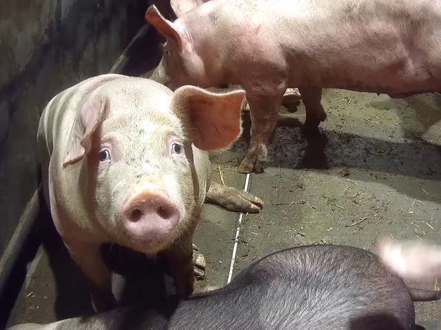 Workers hit sick pigs at RSPCA-backed slaughterhouse supplying pork to ...