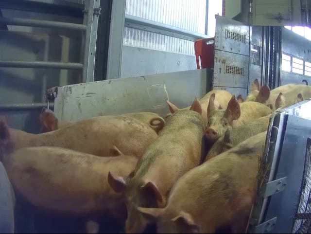 Workers hit sick pigs at RSPCA-backed slaughterhouse supplying pork to ...