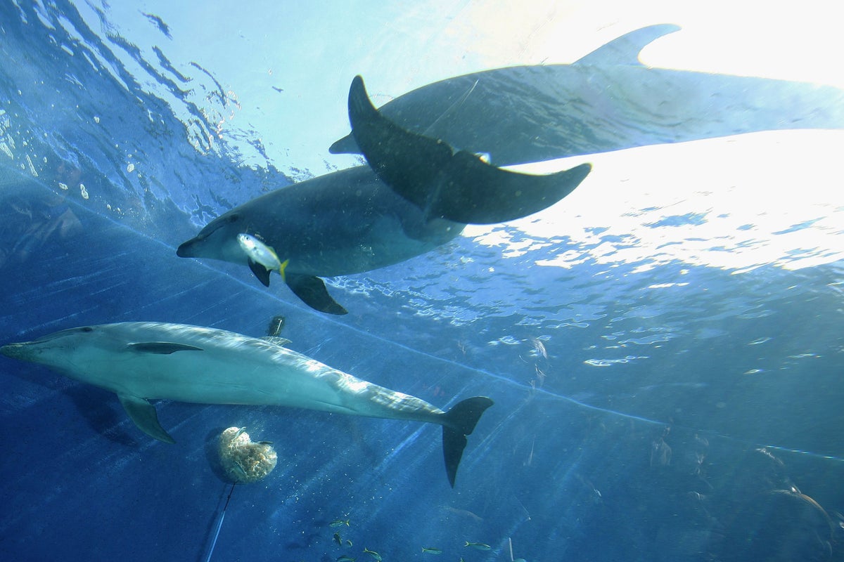 ‘Lonely’ and sexually frustrated dolphin blamed for spate of attacks on ...
