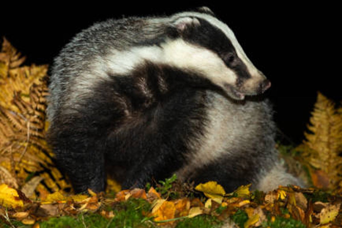 Long-term badger cull plan dropped amid legal challenge but thousands ...