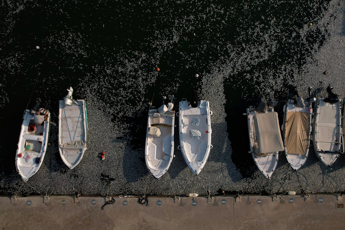 Race to stop river of dead fish as stench hits popular Greek tourist ...