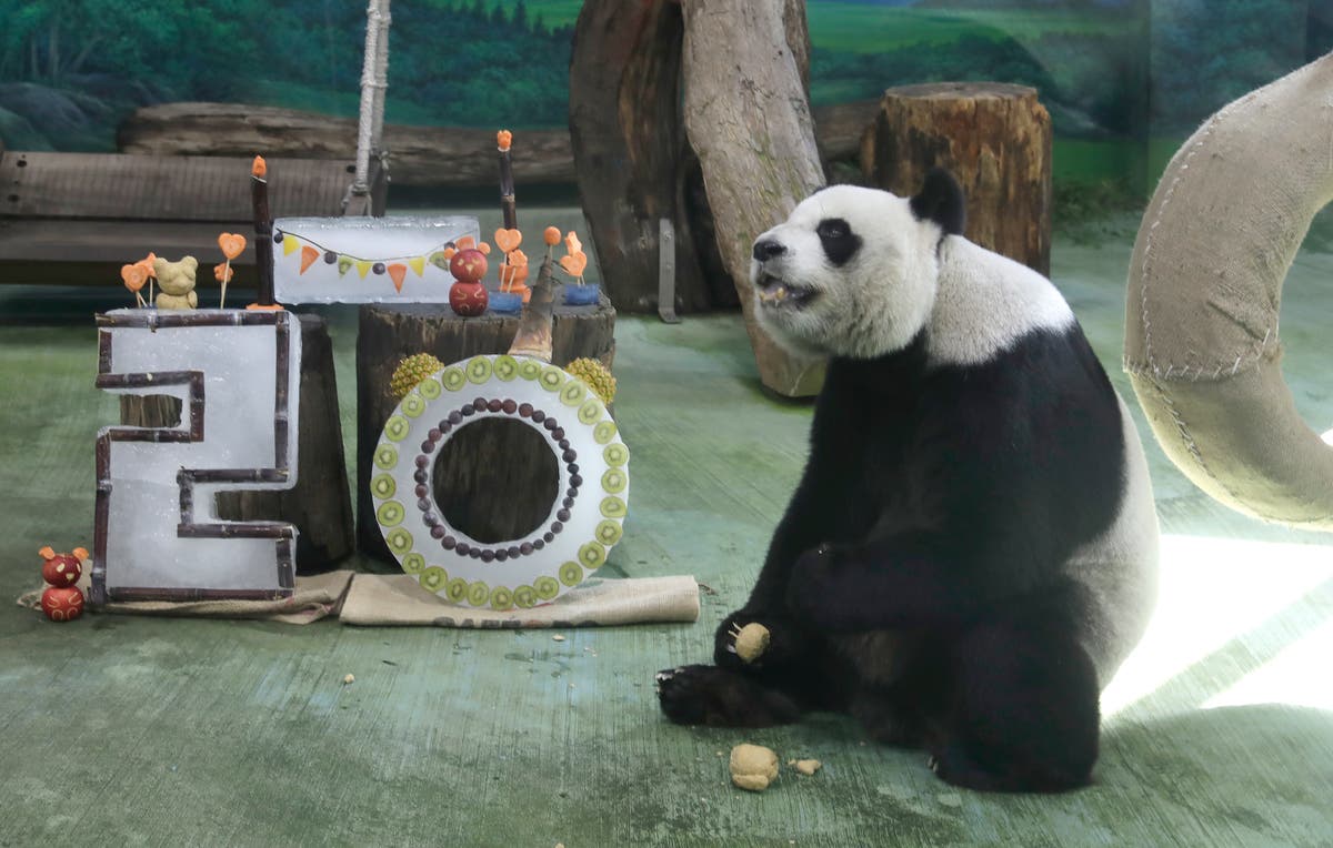 Taipei zoo's veteran giant panda Yuanyuan celebrates her 20th birthday ...