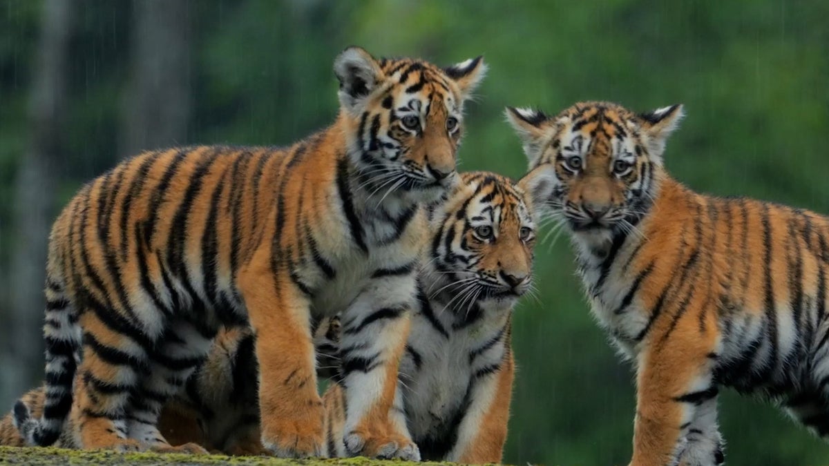 Rare Tigers Rare Tigers Are Thriving At Zoo