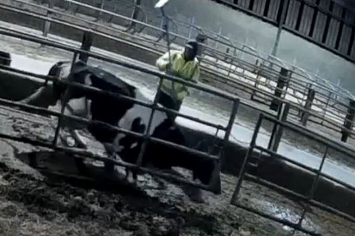 Cows on farms supplying M&S and Muller kicked, punched, hit with chains ...