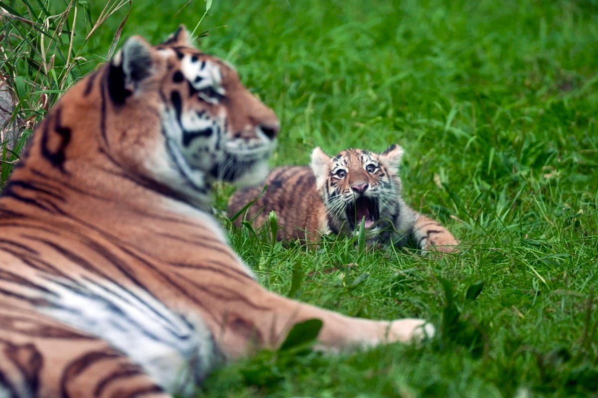 Pair of rare Amur tiger cubs debuting at Minnesota Zoo are raising ...