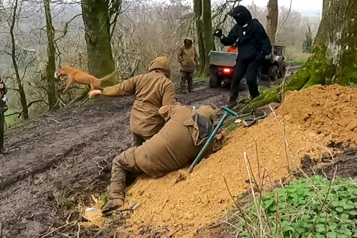 Hundreds of foxes and deer chased and killed in latest hunting season ...