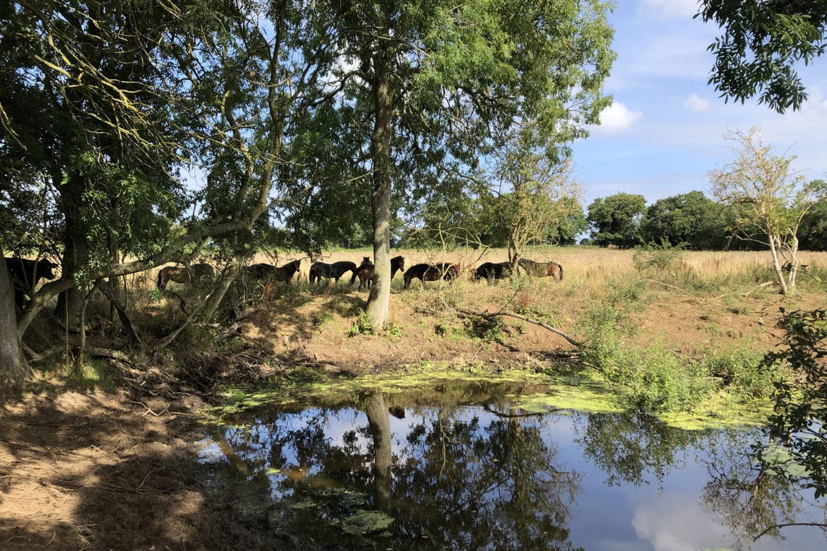 Government urged to commit to rewilding 30% of Britain’s land and seas ...