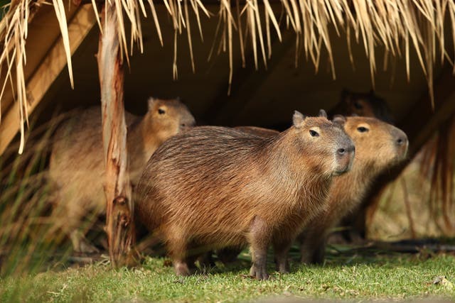 Escaped capybara: Zoo releases video of Cinnamon two days after escape ...