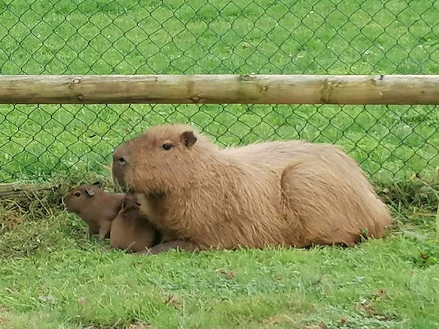 Where is Cinnamon the capybara? The possible locations of escaped Hoo ...