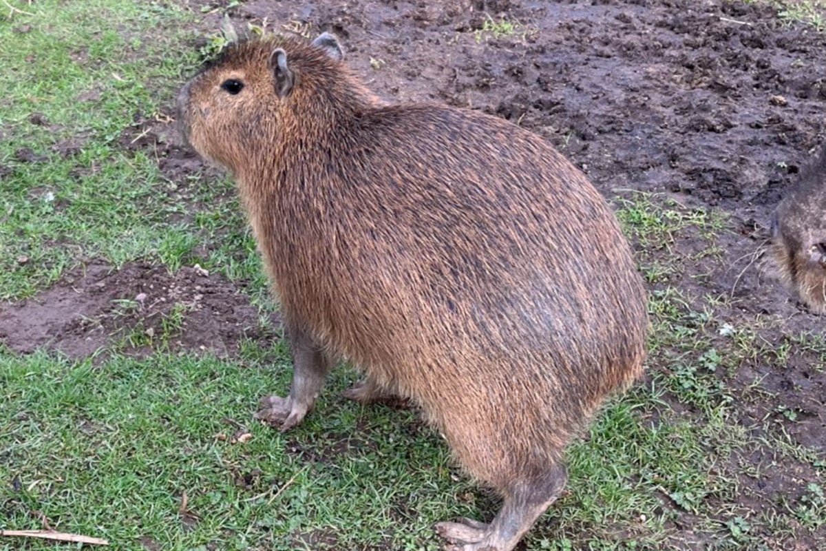 Escaped capybara Cinnamon recaptured after nearly a week on the run ...