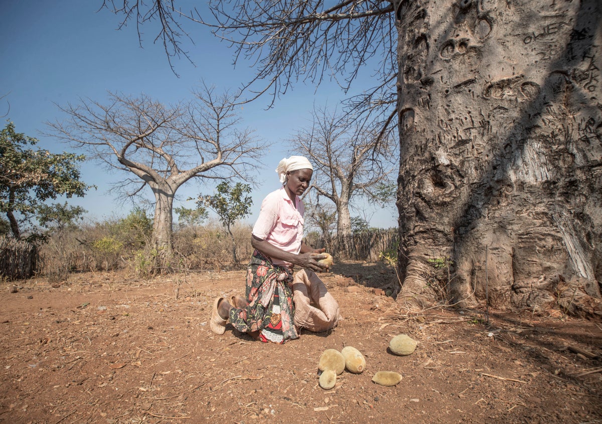 Indigenous Trees In Zimbabwe