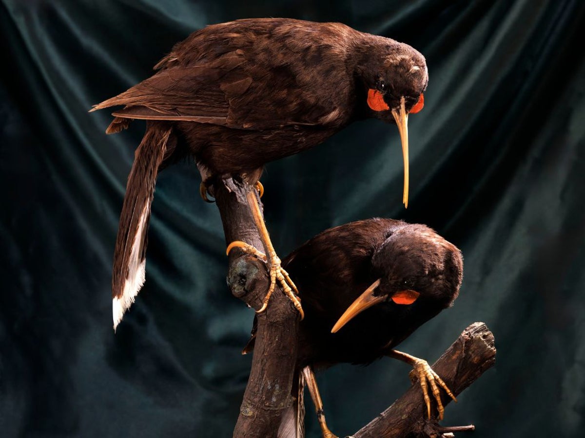 Two ‘precious’ specimens of extinct New Zealand huia…