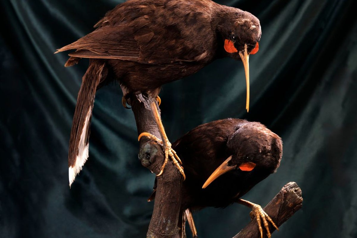 Two ‘precious’ specimens of extinct New Zealand huia bird up for ...