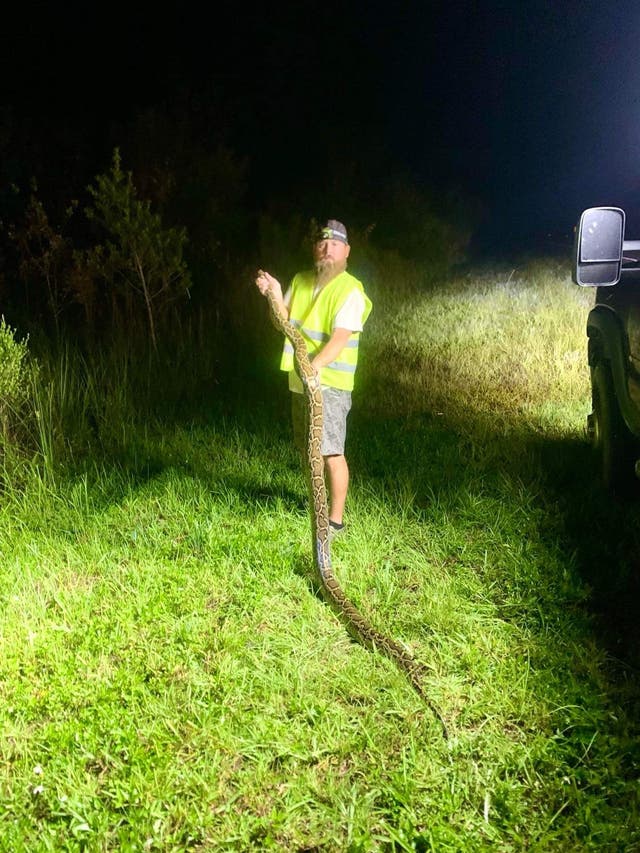 Scores of invasive pythons captured in Florida including nearly 10ft ...