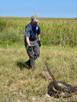 Scores of invasive pythons captured in Florida including nearly 10ft ...