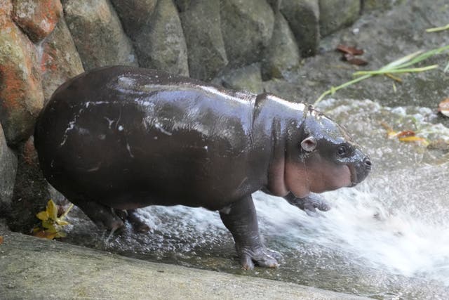 Thailand zoo is trademarking Moo Deng, the viral baby pygmy hippo | The ...