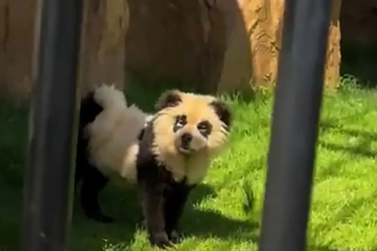 Chinese zoo comes clean and admits that their pandas are ‘painted dogs ...