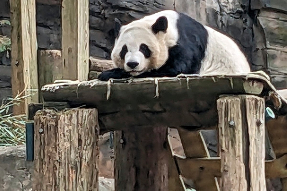 Zoo Atlanta’s last 4 pandas are leaving for China | The Independent
