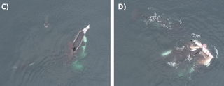 Drone footage reveals orcas hunting unexpected prey off Chile for first ...